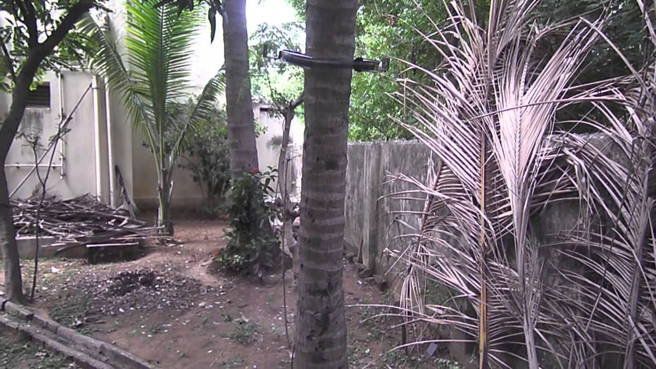 coconut harvesting machine - YouTube