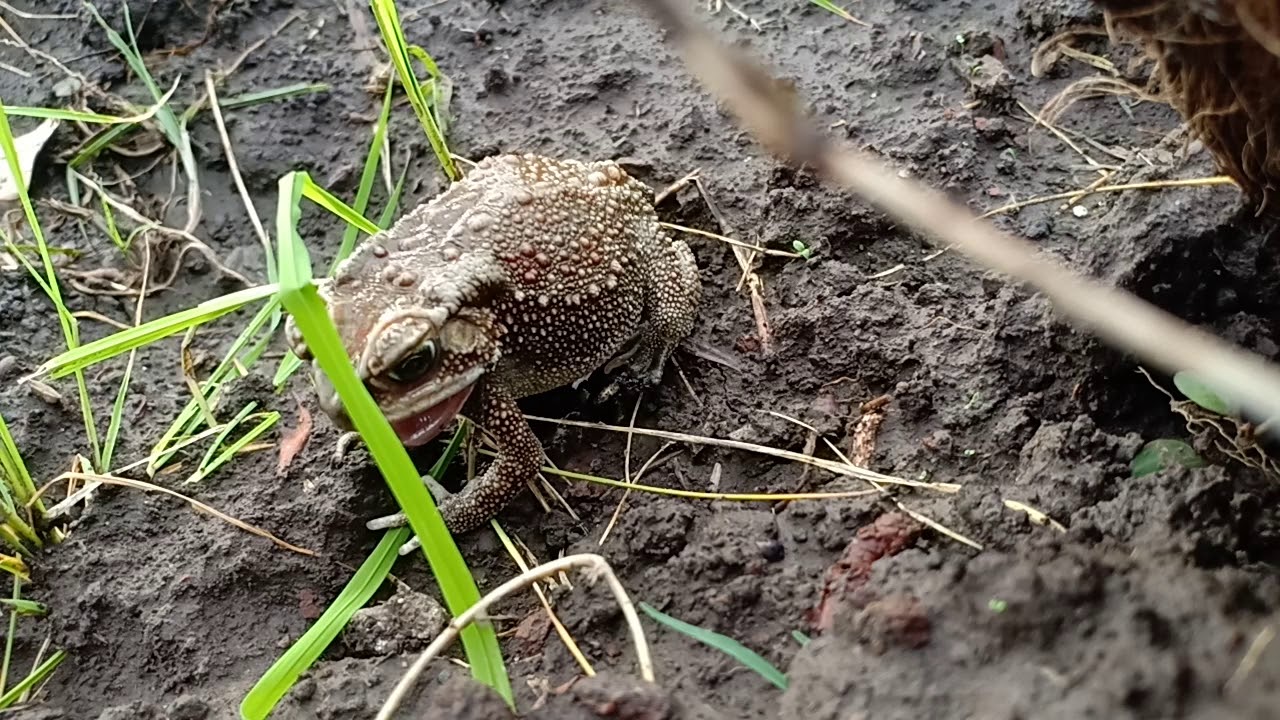 Proses pergantian kulit pada kodok - YouTube