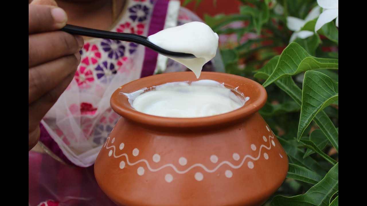 HOW TO MAKE THICK CURD AT HOME - HEALTHY VILLAGE FOOD - YouTube