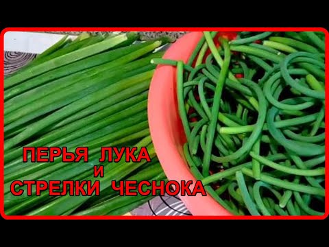 Заготовки на зиму ПЕРЬЯ ЗЕЛЕНОГО ЛУКА И ЧЕСНОЧНЫЕ СТРЕЛКИ. Как будто ...