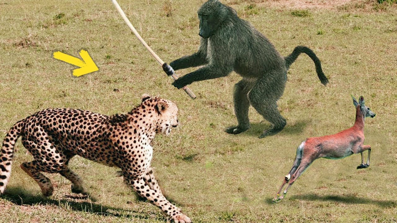 Khỉ Đột Đả Kích Báo Săn Mạnh Mẽ Cứu Linh Dương | MONKEY, LEOPARD ...