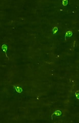 The video section shows dsDNA (haemoflagellate Crithidia luciliae ...