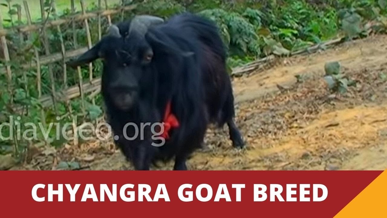 Chyangra Goat Breed at Tripura | Best Quality Goat Breeds in India ...