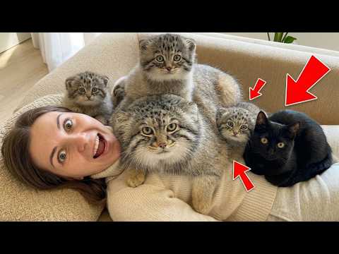 Was passiert, wenn sich eine wilde Manulkatze und eine Hauskatze verlieben? (Unsere Hybridfamilie...