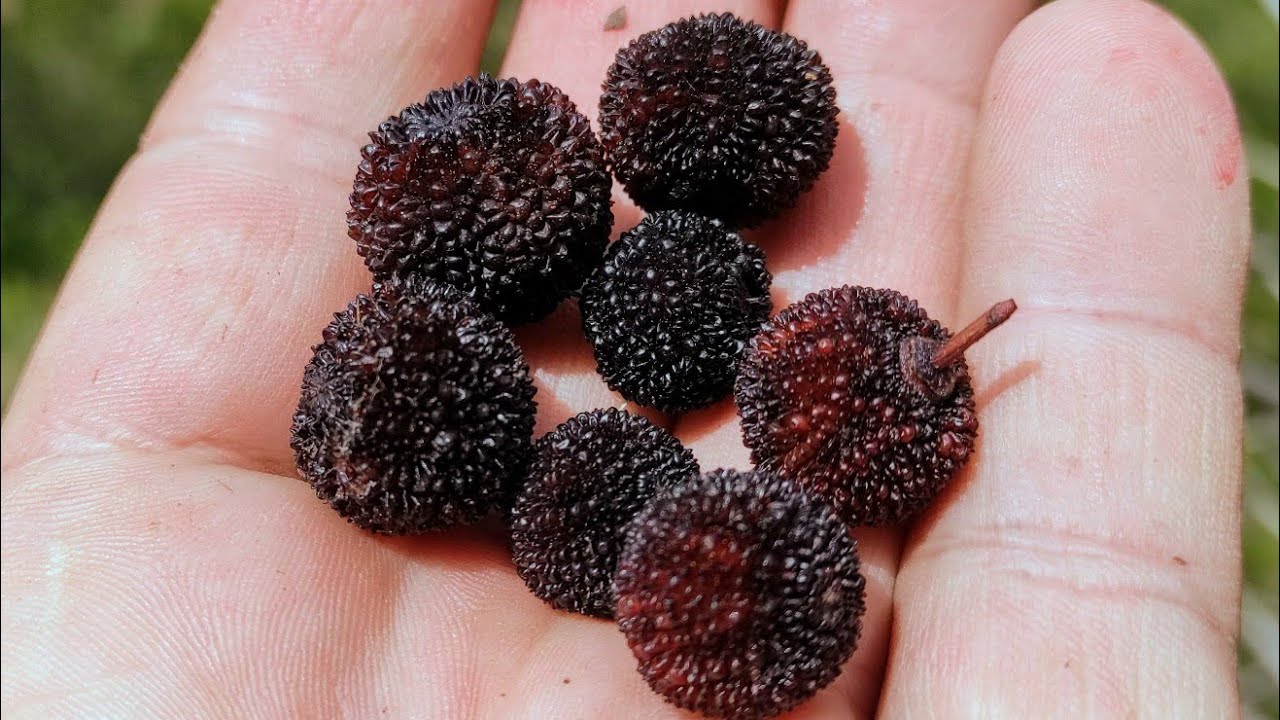 Strawberry Tree Fruits (Arbutus unedo) from the tree - dried by drought ...