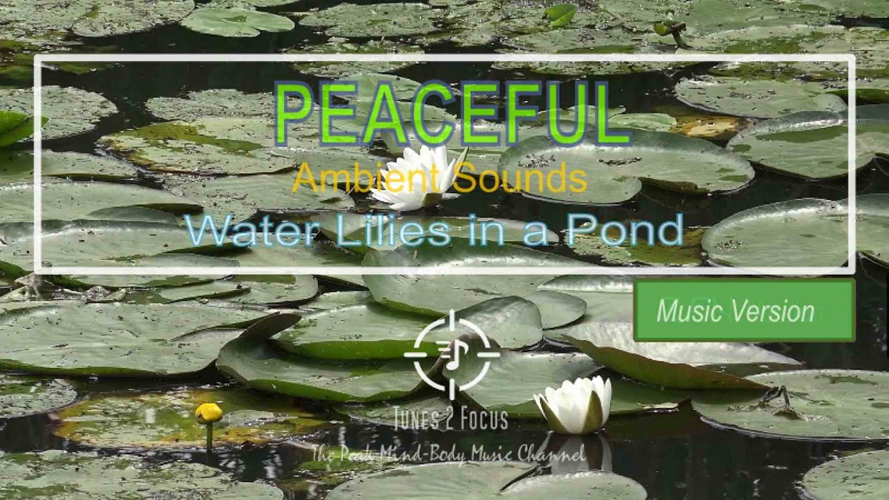 Ambient Sounds - Peaceful - Water Lilies in a Pond (Music Version ...