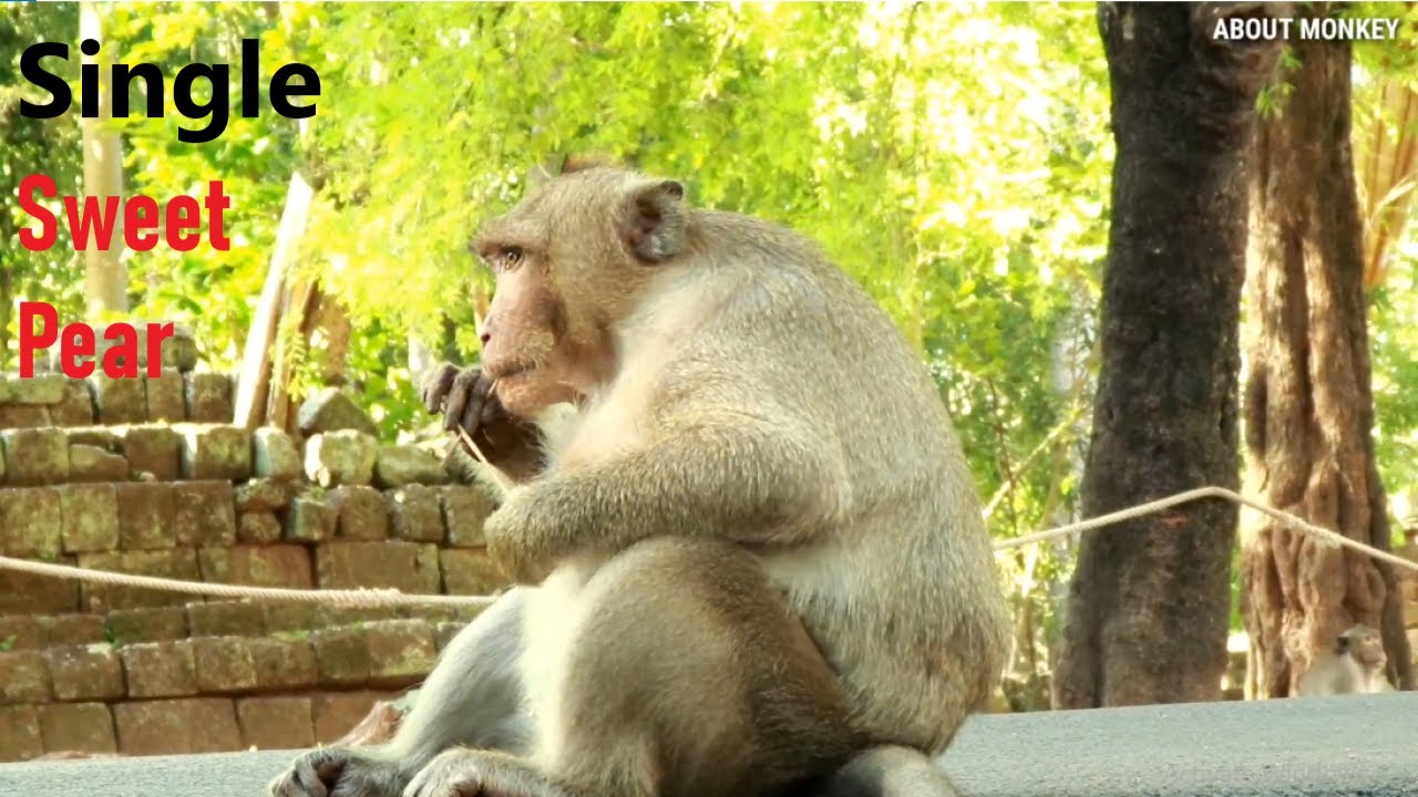 Gentle Monkey Sweet Pear Still A Single Don't Care! Need More Foods ...