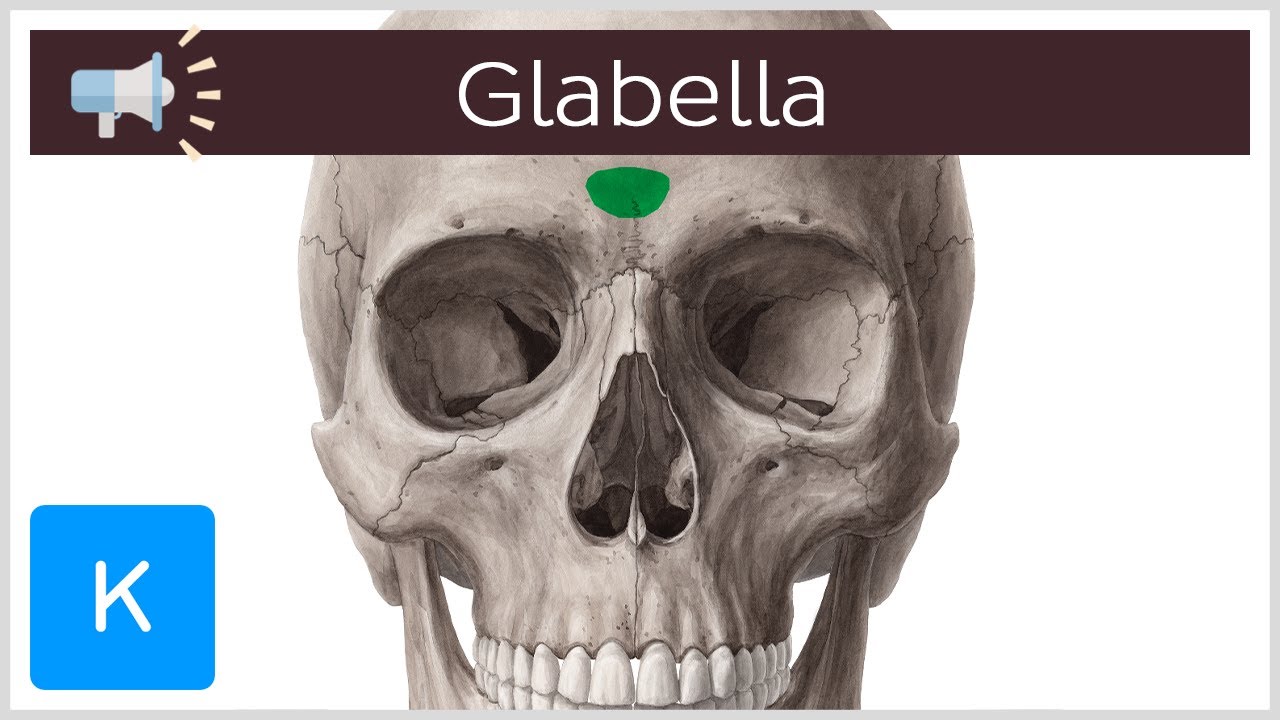 Glabella | Anatomical Terms Pronunciation by Kenhub - YouTube