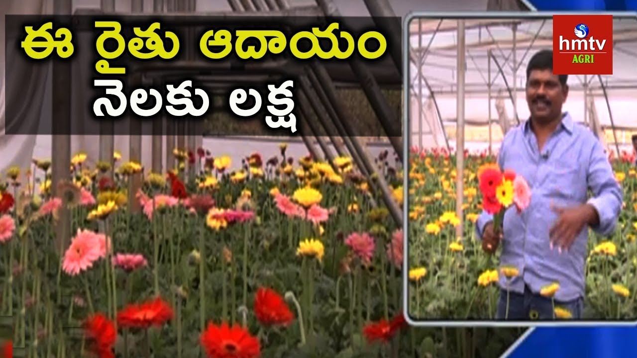 Gerbera Cultivation in Polyhouse | hmtv Agri - YouTube