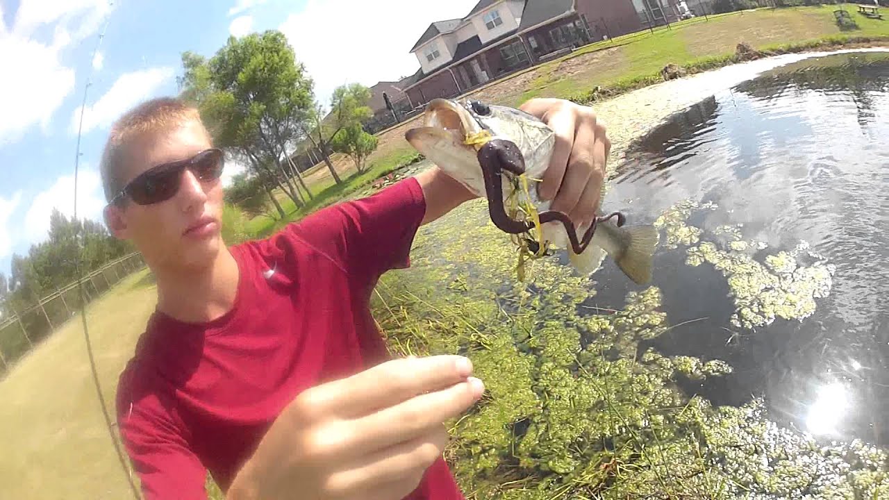 Bass Fishing with Snake Baits - YouTube
