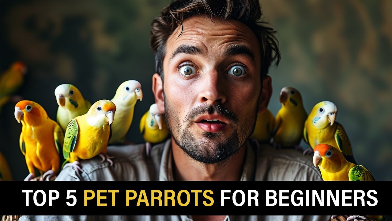 Top 5 Best Pet Parrots for Beginners: Which One Fits Your Lifestyle ...