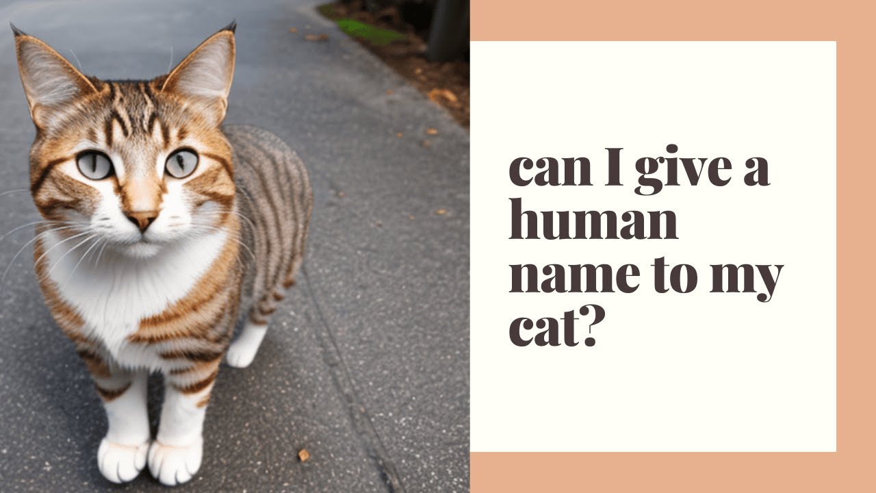Should You Give Your Cat a Human Name? Explore the Pros and Cons - YouTube