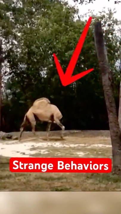 7 Strange Animal Behaviors With No Explanation - YouTube