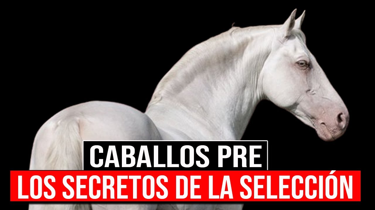 🔴 Conoce Los SECRETOS De La Selección De Caballos PRE o Pura Raza ...