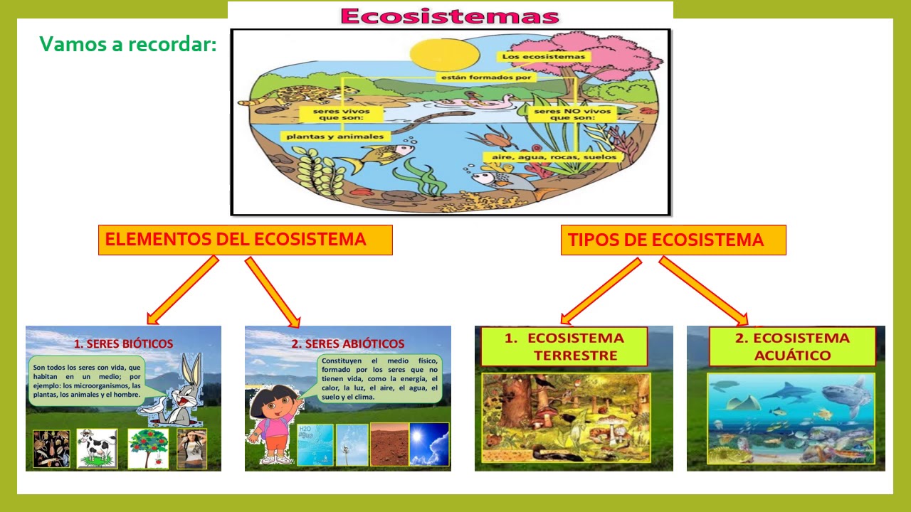 Componentes Principales De Un Ecosistema