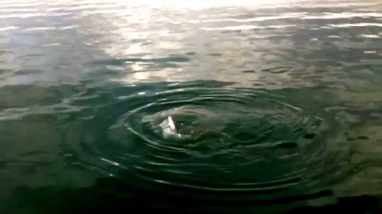 Beau hooked up to a seven giller 2009 - YouTube