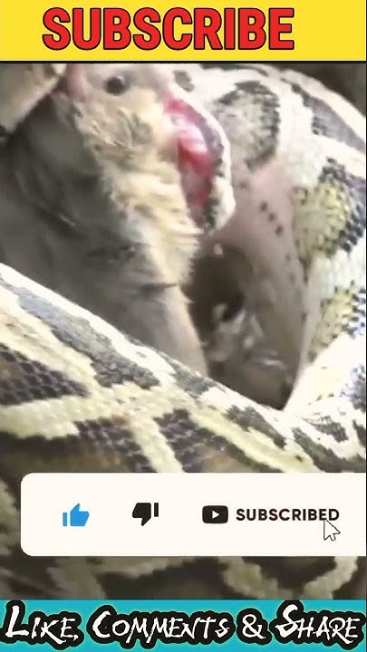 Python hunt a rat|python hunting|rat vs python|wildanimal|wildanlfight ...