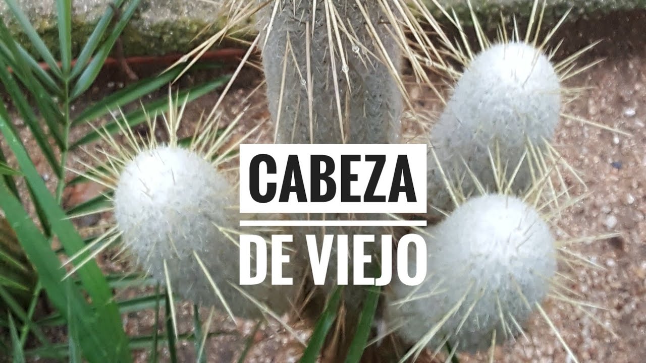 Cabeza de viejo, Cefalocero, Cactus senil, Viejito. Espotoa Lanata ...