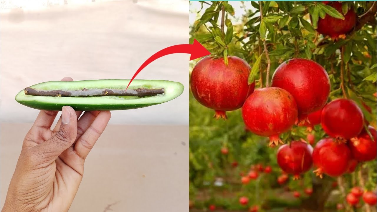 Unique method to grow pomegranate plant by cutting|propagation of ...