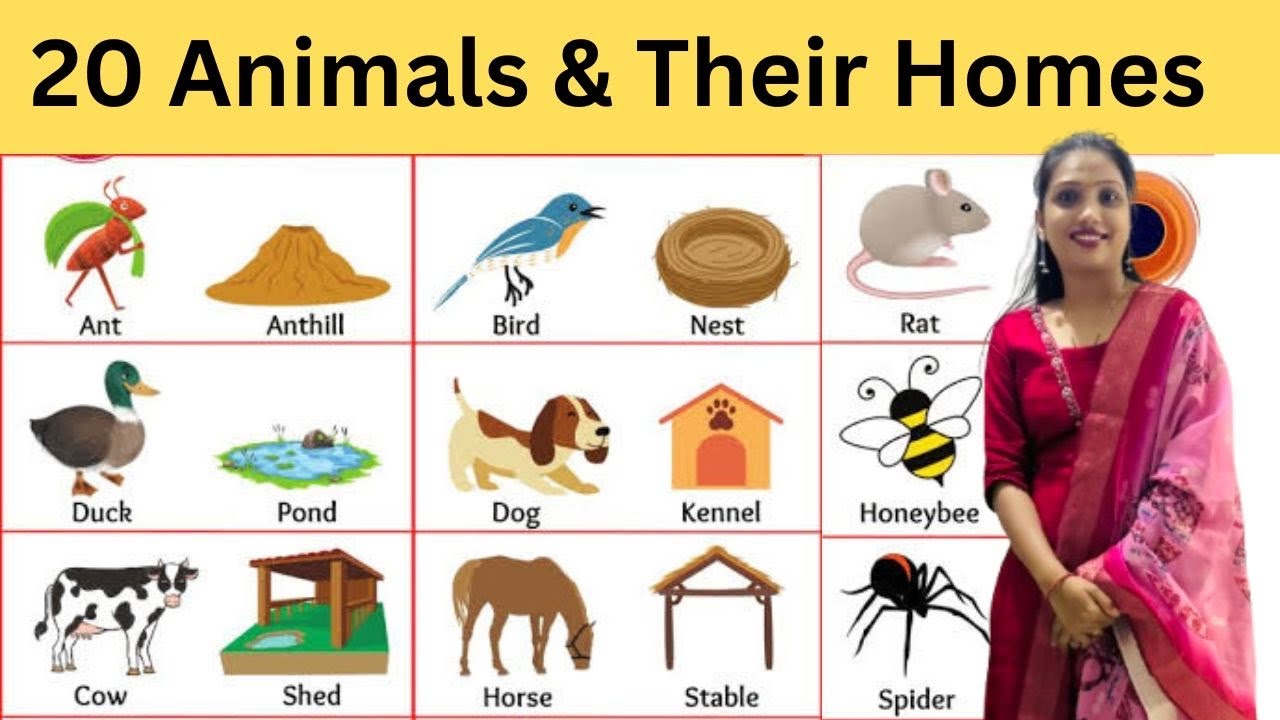 Animals and their homes | Animals home | Home of animals | Animal homes ...