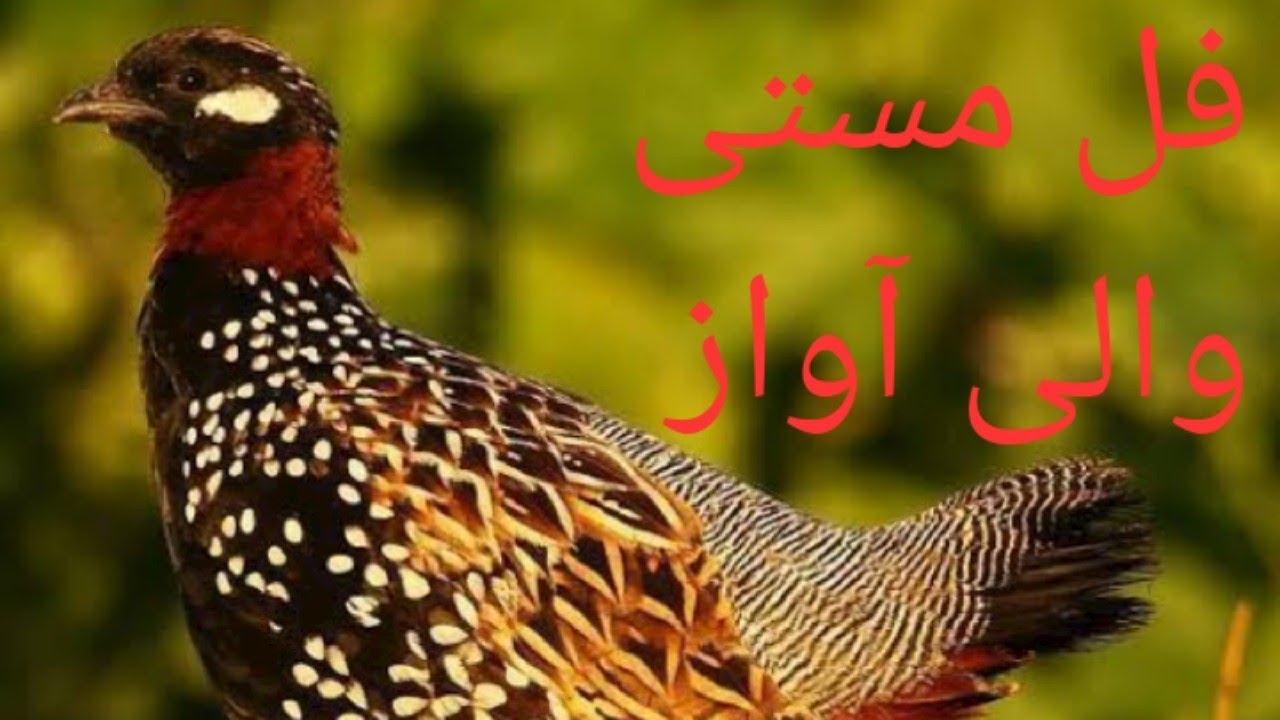 full masti wali 🥰 voice Kala tetar totes asa Hona chay black tater ...