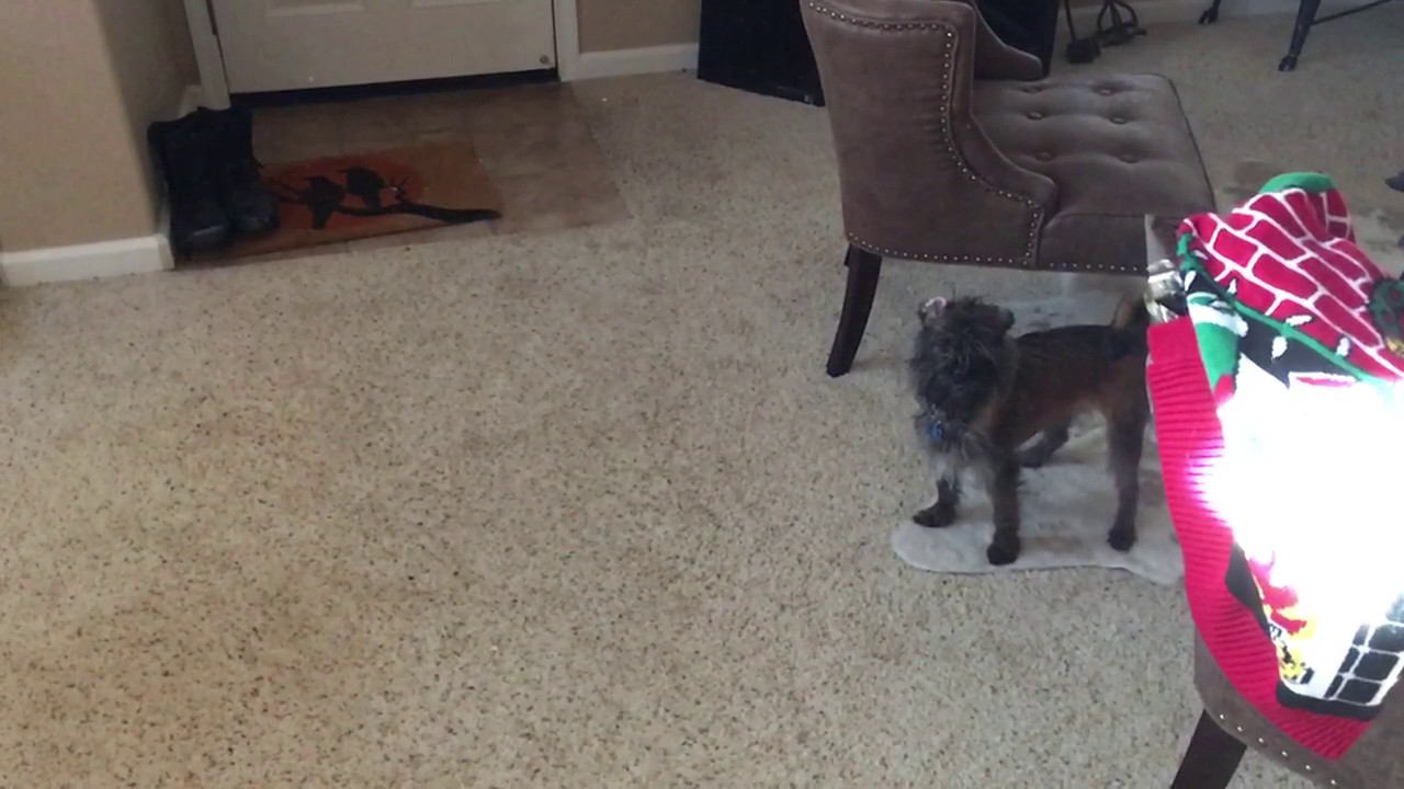 Dog Fail, trying to catch a toy - YouTube