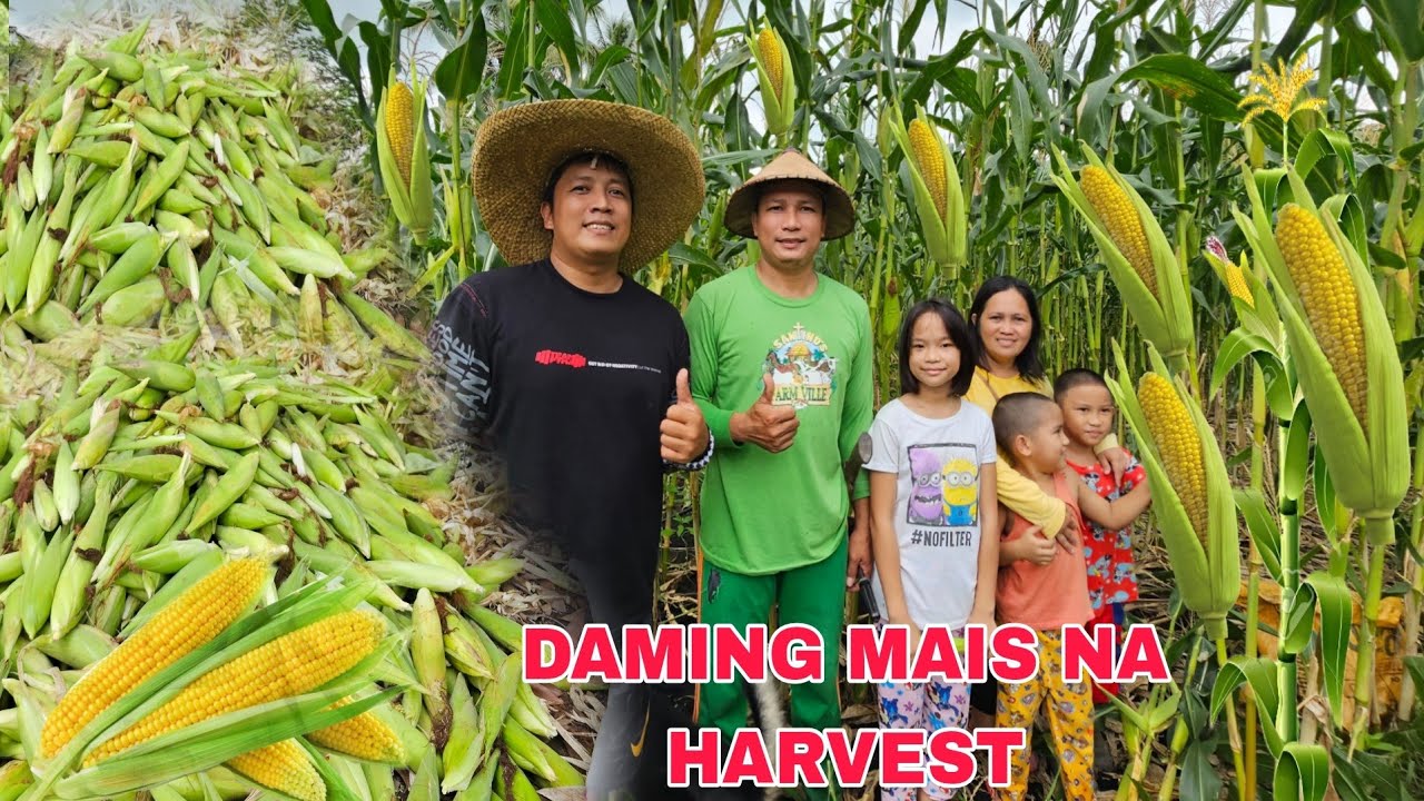 Isang sakong Mais bigay ni Kuya at ate kay nanay at Tatay at sa aming ...