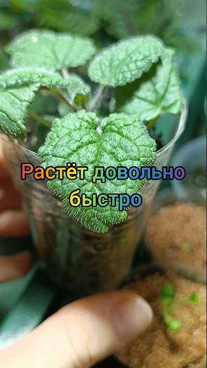 Мелисса "мандариновый аромат" - YouTube