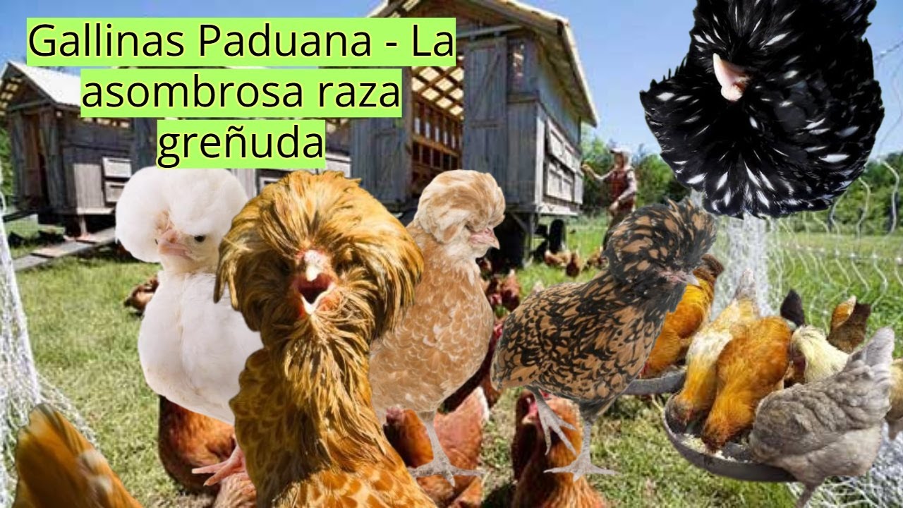 Gallinas Paduana - La asombrosa raza greñuda - YouTube