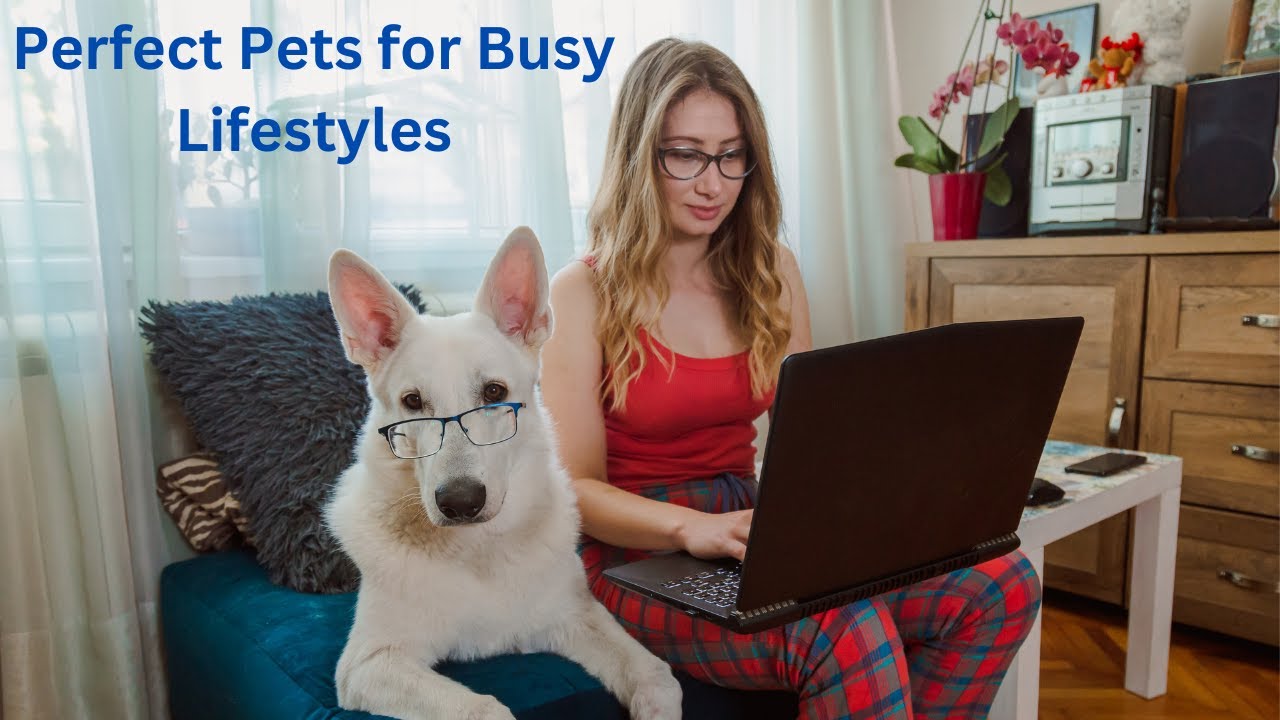 Perfect Pets For Busy Lifestyles Low Maintenance Dog Breeds Best Low perfect-pets-for-busy-lifestyles-low-maintenance-dog-breeds-best-low