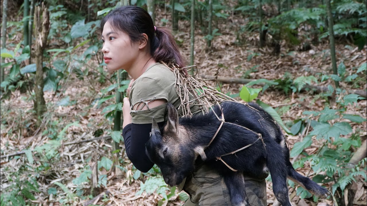 how to make traps to catch wild goats, survival in the deep forest ...