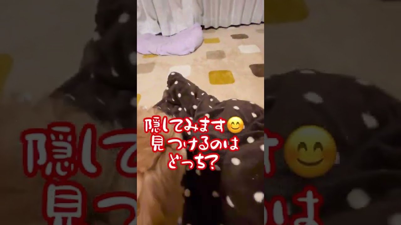 【#shorts】クイズ‼️見つけるのはどっち？#チワプー #chiwapoo खिलौने कौन ढूंढता है? who finds ...
