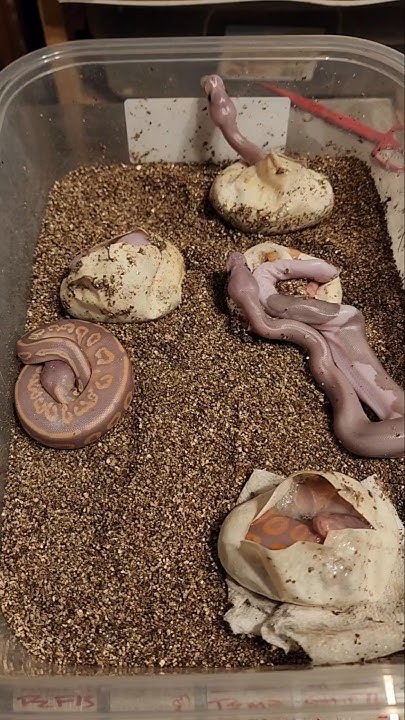 Starting to hatch baby ball pythons! 🐍👶 - YouTube