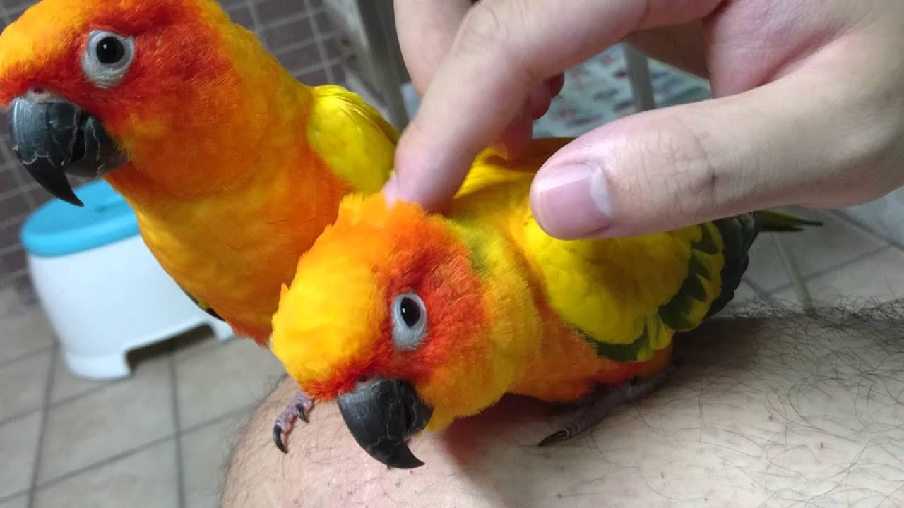 Sun conure- Mango and Kiwi - YouTube