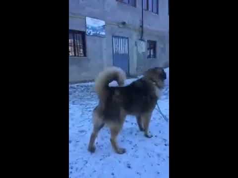 Qeni sharrit (illyrian shepherd dog) SHQIP TV VIDEOS - YouTube