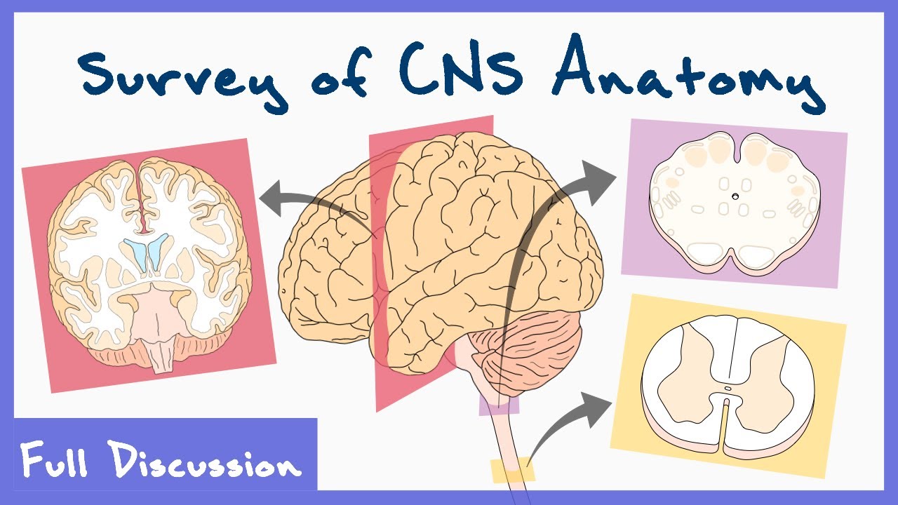 Anatomy Of The Central Nervous System (Spinal Cord, Brainstem, Brain ...