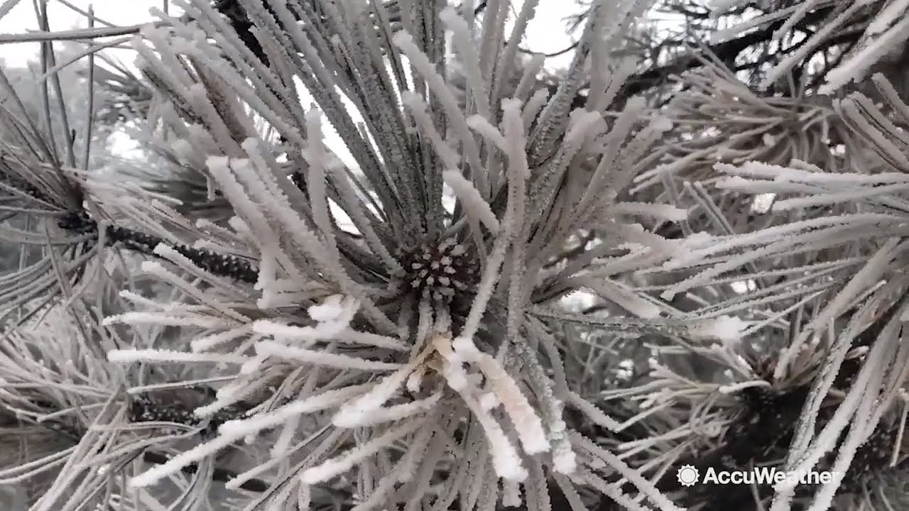 Incredible rime ice formations look like works of art - YouTube