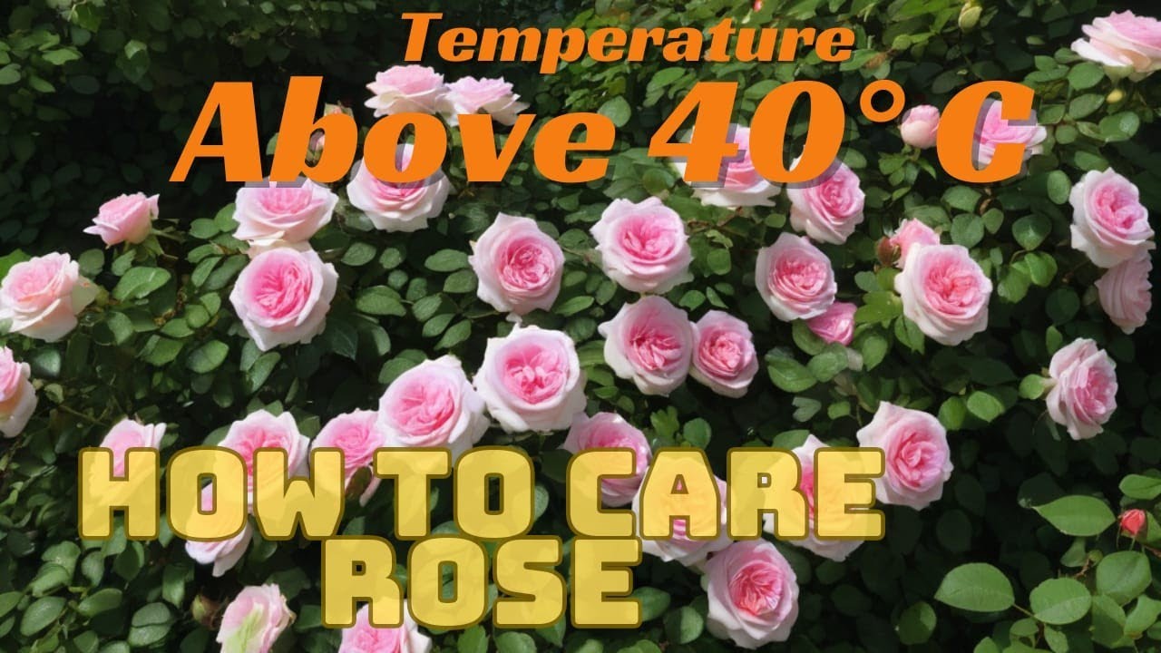 How to save and care roses in temperature above 40° - YouTube