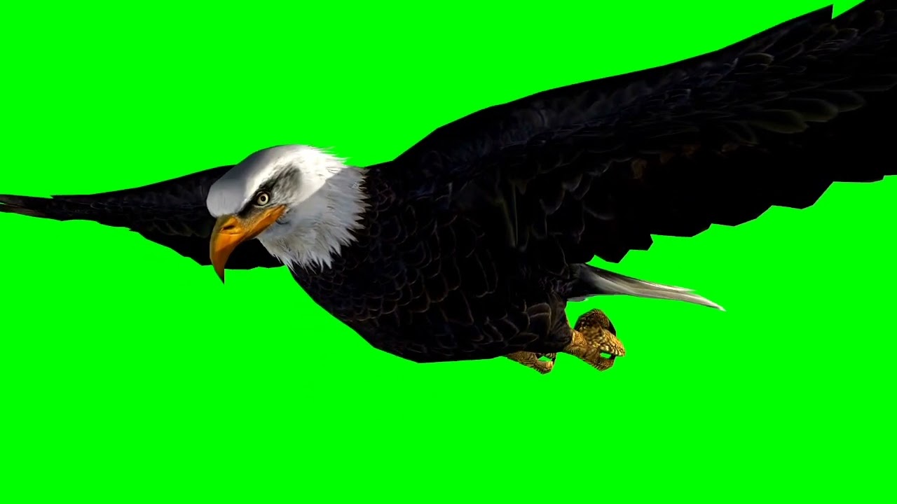 Greenscreen Flying White Eagle - Free - YouTube