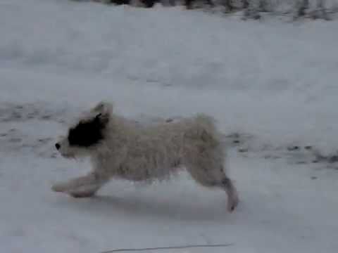 Jack Russell Wondergirl rippin' it up in the snow...Quick little shit