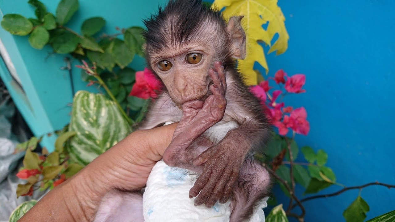 Give a cute little baby monkey a bath to freshen up || baby monkey luna ...