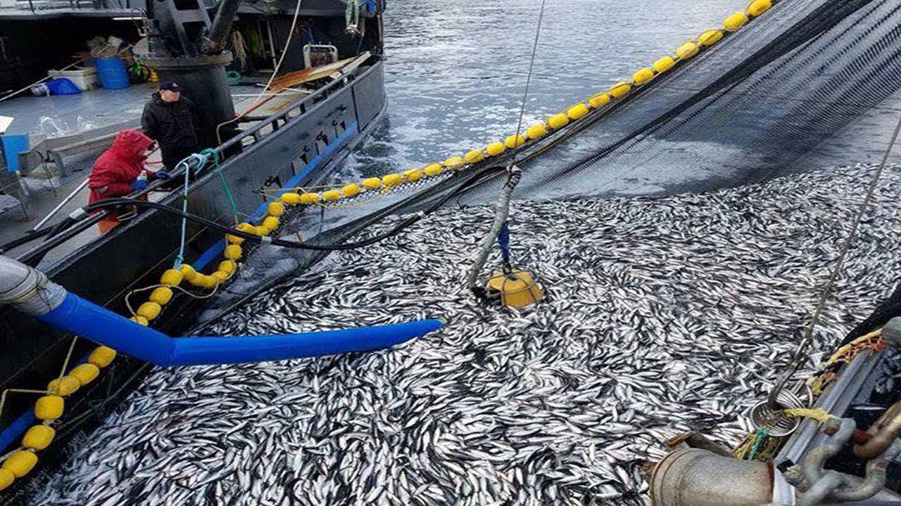 Amazing Commercial Fishing With Big Net On the Sea - Catching Hundreds ...