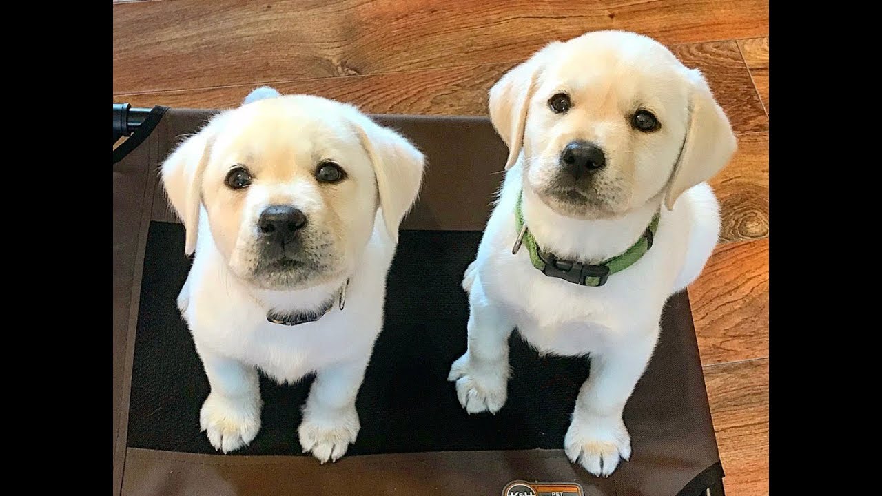 Puppy Training Success Formula ( PTPPP ) - YouTube
