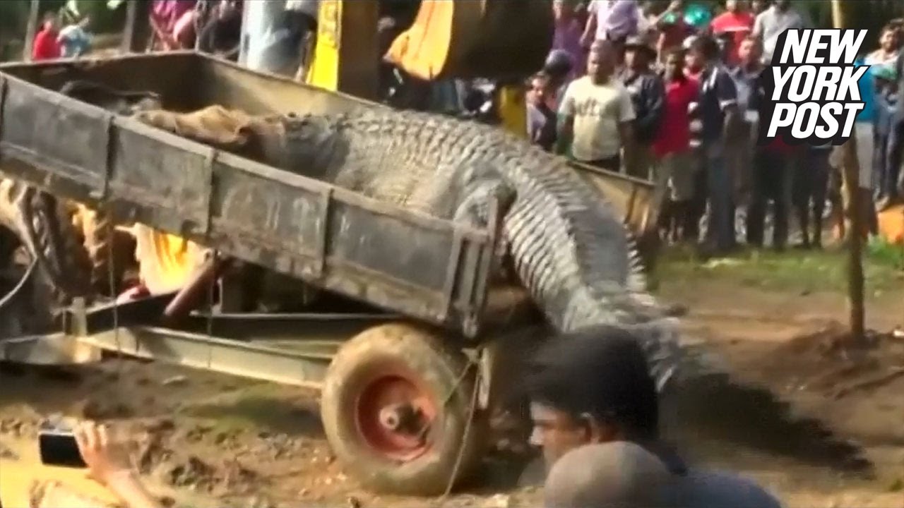 It took a village and a bulldozer to save this massive crocodile - YouTube