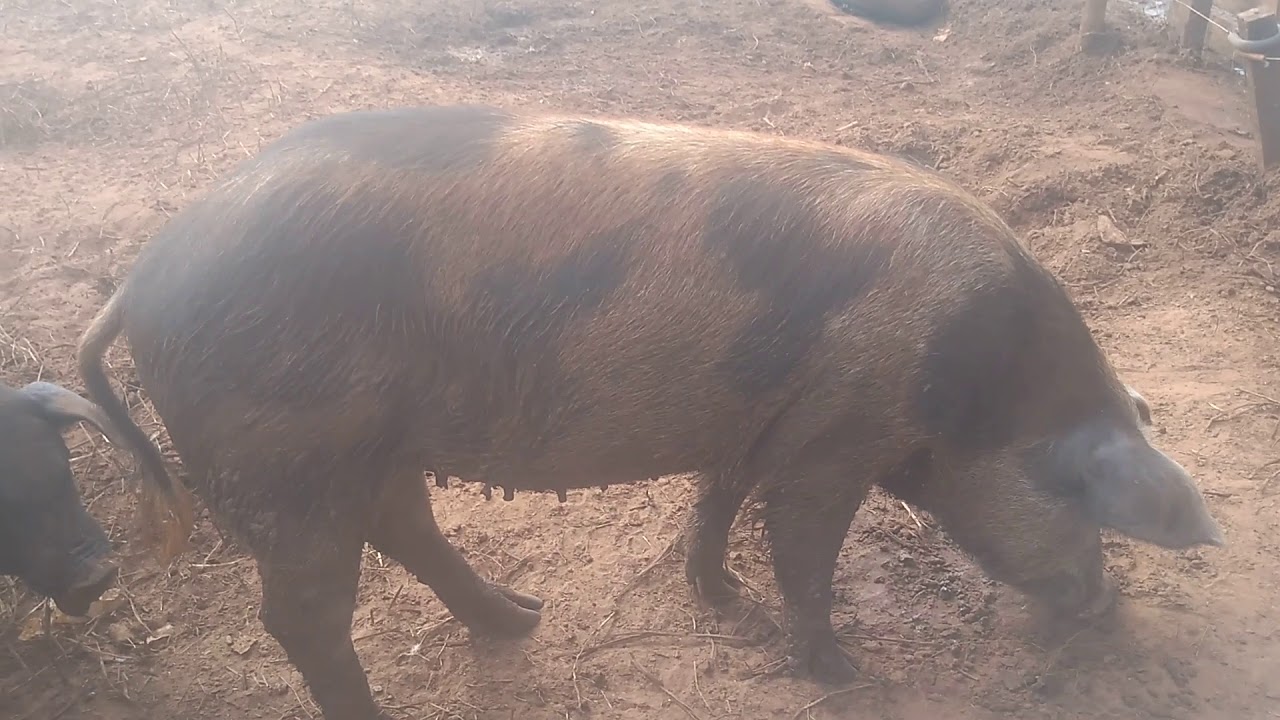 Porco de carne, raça piau - YouTube