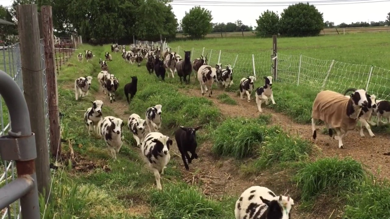 Calling Sheep 2 - YouTube