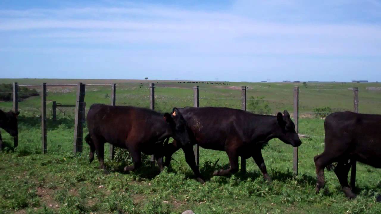 40 Vacas Remate Maturrango - YouTube