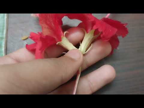 rarely seen flower hibiscus 🌺