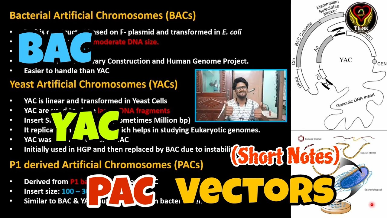 BAC vs. YAC vs. PAC | Artificial Chromosomes | Cloning Vectors | Tamil ...