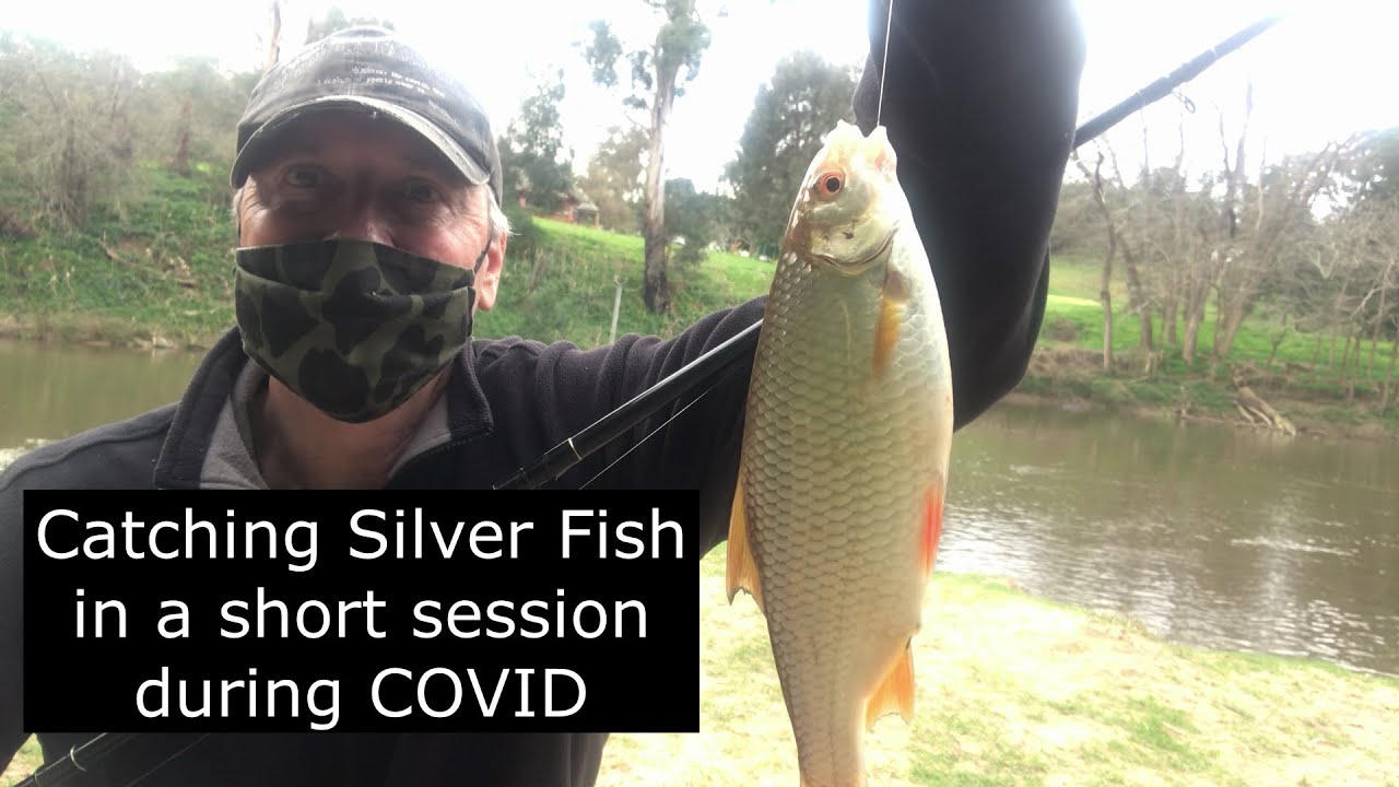 Catching Silver Fish in a short session during COVID - YouTube